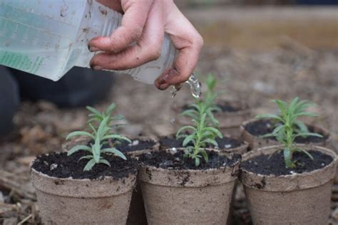 30 Allelopathic Plants That Can Seriously Harm Your Garden