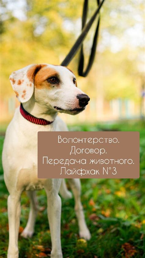 Лена Увлеченный собачник Волонтер Если бы я могла выбрать кого