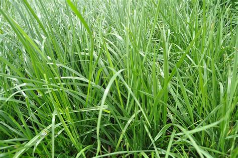 Fine Fescue Grass For Lawns Quiet Corner