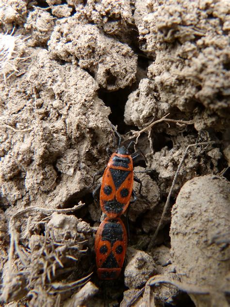 Free Images Wildlife Insect Soil Fauna Invertebrate Reproduction