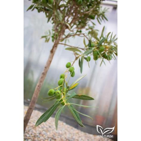 Olajfa Bonsai Olea Europaea Eladó Citrus és Pálma Kertészet Webshop