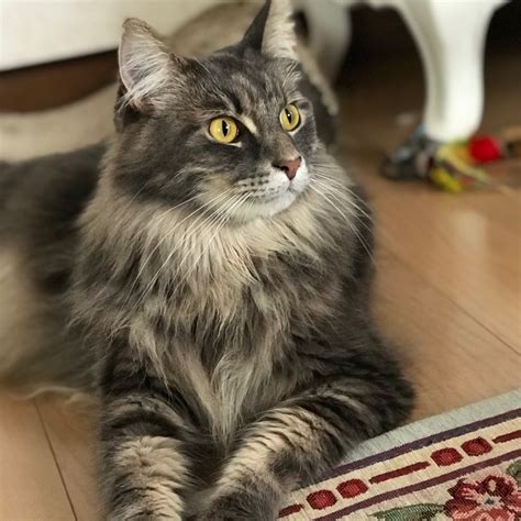 でかい！巨大！大型猫好き必見のおすすめ5猫種♪｜猫の総合情報サイト ペットスマイルニュースforネコちゃん