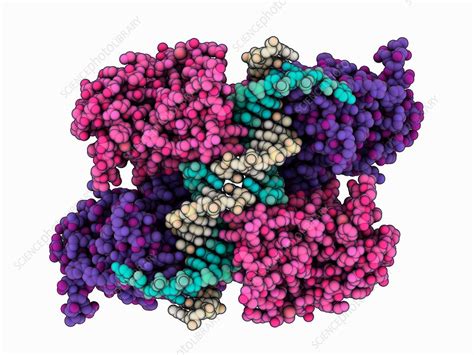 P53 Tetramer Complexed With Dna Stock Image C0358255 Science