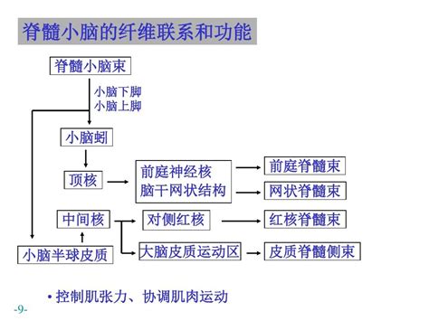 小脑、间脑word文档在线阅读与下载免费文档