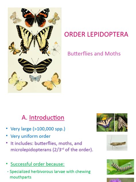 Characteristics Of Order Lepidoptera Pdf Lepidoptera Pupa