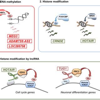 Crosstalk Between Epigenetic Modulation And LncRNAs In Brain Tumors