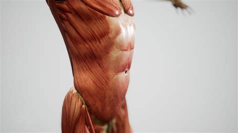 Muscular System Of Human Body Animation 5967654 Stock Video At Vecteezy