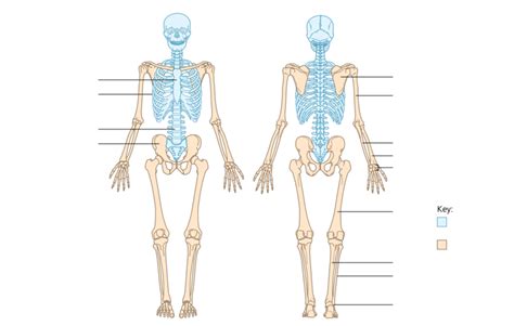 Skeletal System Part 2 Diagram Quizlet