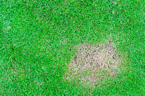 Identifying And Treating The 2 Most Common Lawn Diseases