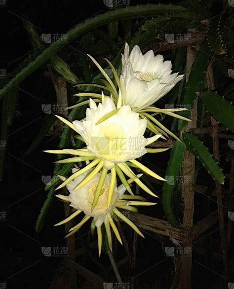 火龙果的花