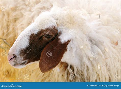 Closeup Of Female Awassi Sheep Stock Image Image Of East Curve 42242857