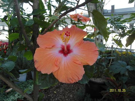 밤새 3이정하 향기로운 쟈스민