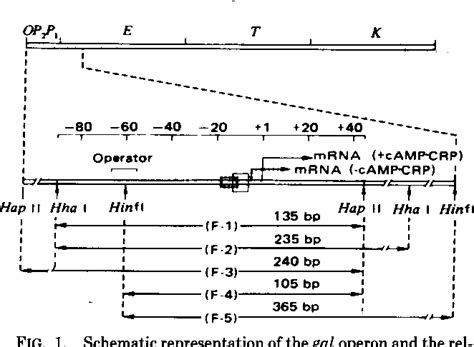 Figure 1 From Interaction Site Of Escherichia Coli Cyclic Amp Receptor Protein On Dna Of