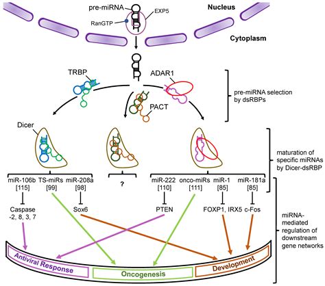 Modulation Of Microrna Processing By Dicer Via Its Associated Dsrna