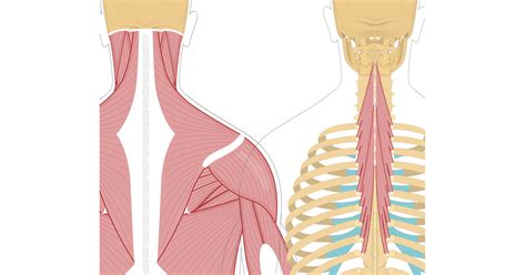 Semispinalis Cervicis Muscle Getbodysmart