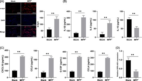 The Expression Of Long Noncoding Rnas Lncrnas Opa‐interacting Protein