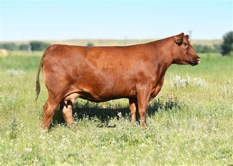 Red Angus Embryos For Sale Sb10 2883 Sire Buyer