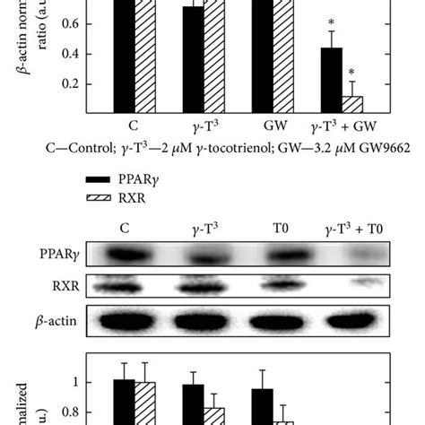 Western Blot Analysis Of γ Tocotrienol And Pparγ Agonists Download