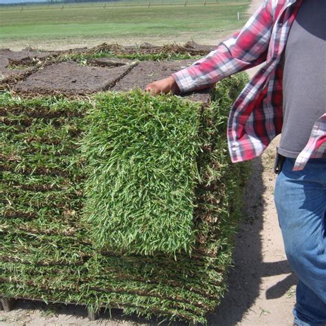 Fresh Grass Sod Pallets For Sale Houston Katy Sep Sitename