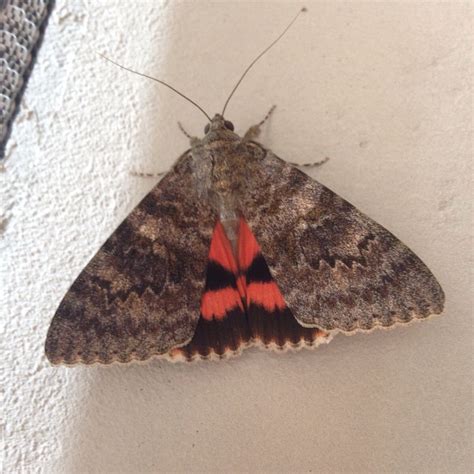 Lepidoptera Moth Insects
