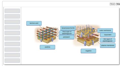 Biol 2401 Ch 4 Mastering Flashcards Quizlet