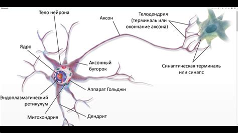 Вернуть или забыть Бывшую Девушку,6-2 серия: Нейрофизиология и теория ...