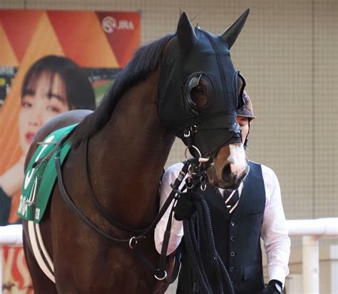 Et Coquine On Twitter 20221127 阪神競馬第12レース・京阪杯（gⅢ）のパドック。プルパレイ（父：イスラ
