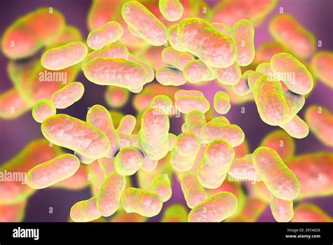 Prevotella Bacteria 3d Illustration Gram Negative Anaerobic Bacteria
