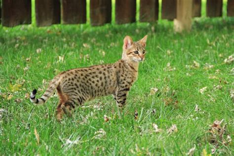 The 15 Most Unusual Pets People Actually Own