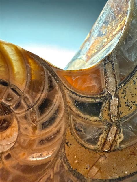 Rare Nautilus Fossil Fossilised Animal Cenoceras Translucent