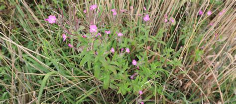 Great Willowherb Environment Canterbury