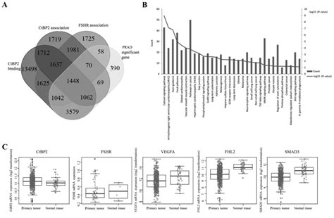 Ctbp2 Is Associated With Angiogenesis And Regulates The Apoptosis Of