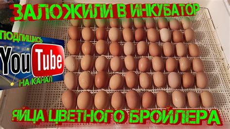 Заложили в инкубатор яйца цветного бройлера Youtube