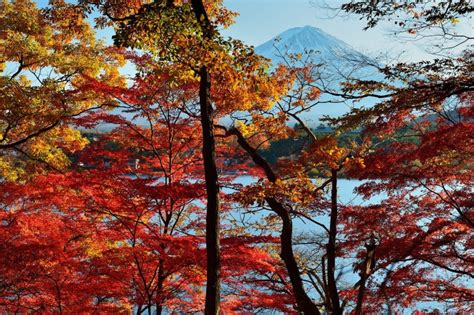 Autumn Trees 1080p Lake Mount Mount Fuji Leaves Fuji Japan Sky