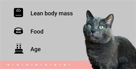 Why Include Sdma Idexx Finland