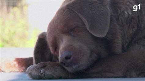 Guinness retira título de cão mais velho do mundo para Bobi que morreu ano passado