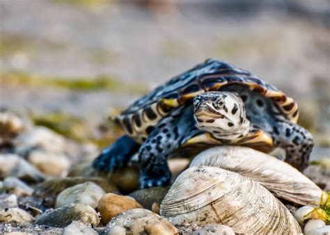 What Is The Significance Of The Diamondback Terrapins Pattern On Their