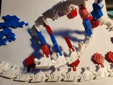 3d Printer Files 3mf File Spooky Mutation Possible Dna Rna Magnetic Model Kit Activity