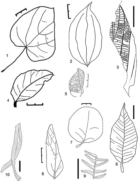 Selected Drawings Of Fossil Leaf Morphotypes From Lukeino Illustrating