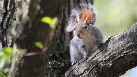 Eastern Gray Squirrel Disney Animals Wiki Fandom