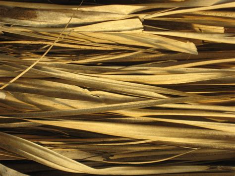 Free Images Wing Light Wood Sunlight Texture Leaf Floor Hut