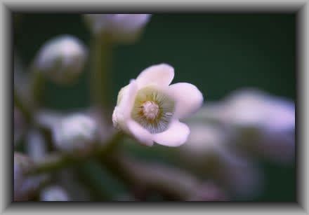 キジョラン コウの花図鑑 花追い放浪記