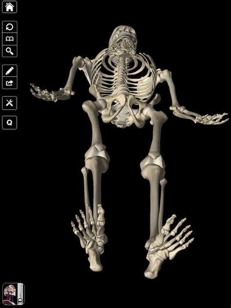 Essential Skeleton Makes Learning Human Anatomy Fun