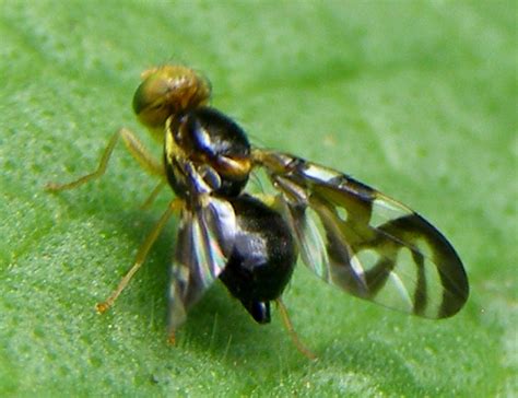 Tephritid Fly Life And Opinions Life And Opinions