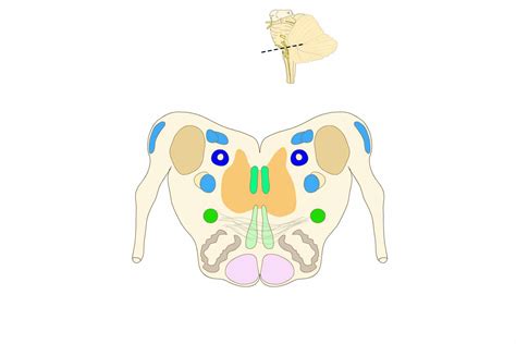 Medial Longitudinal Fasciculus Anatomy