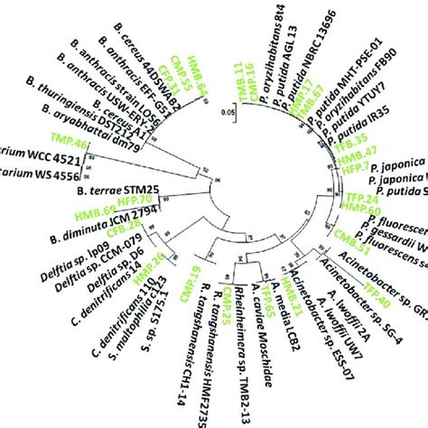 Pre And Post Plasmid Curing Antibiotic Resistance Profile Of Isolated Download Scientific