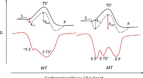 The Impacts Of Framework Mutations On Steady State Kinetics Of An Aldolase Abzyme Semantic Scholar