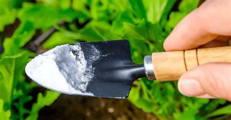 Por qué debería poner bicarbonato de sodio en sus plantas de tomate