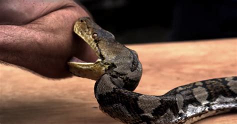 Reticulated Python Bite