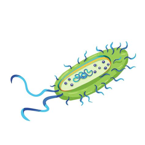 Bacteria Structure Vector Illustration Isolated On White Square Background Medical And Biology